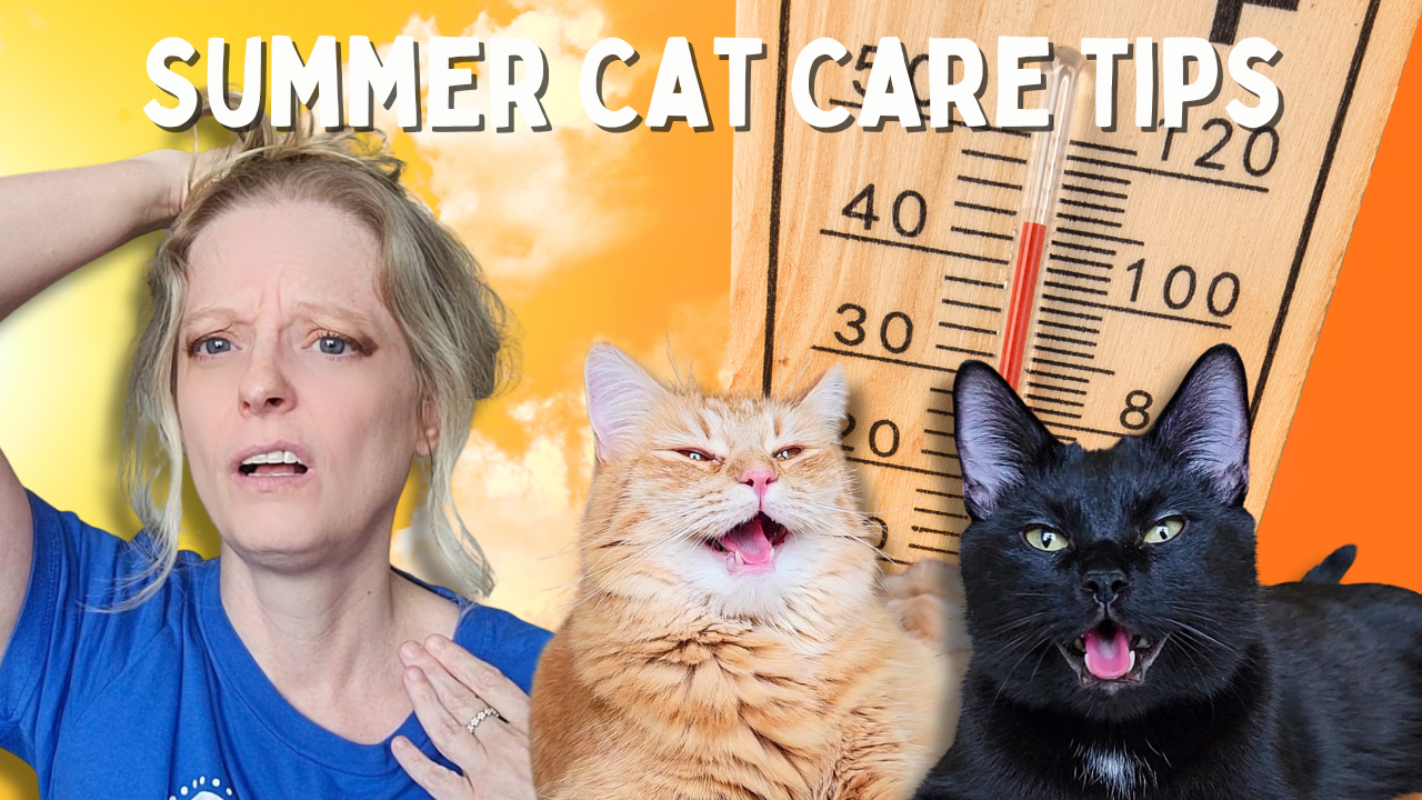 How to Prevent Your Cat from Overheating This Summer - That Cat Mommy