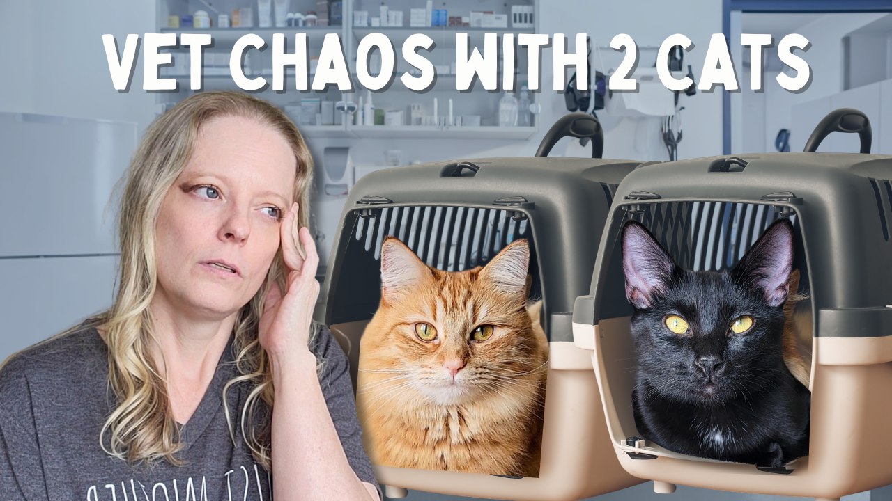 Taking Your Cats To The Vet: Real Life - That Cat Mommy